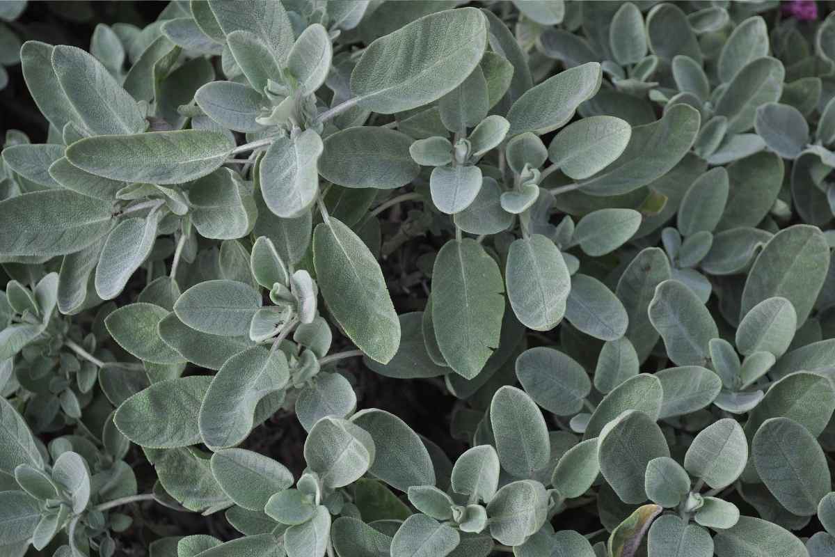 Adaçayı'nın Faydaları! - Saglik Kanalı