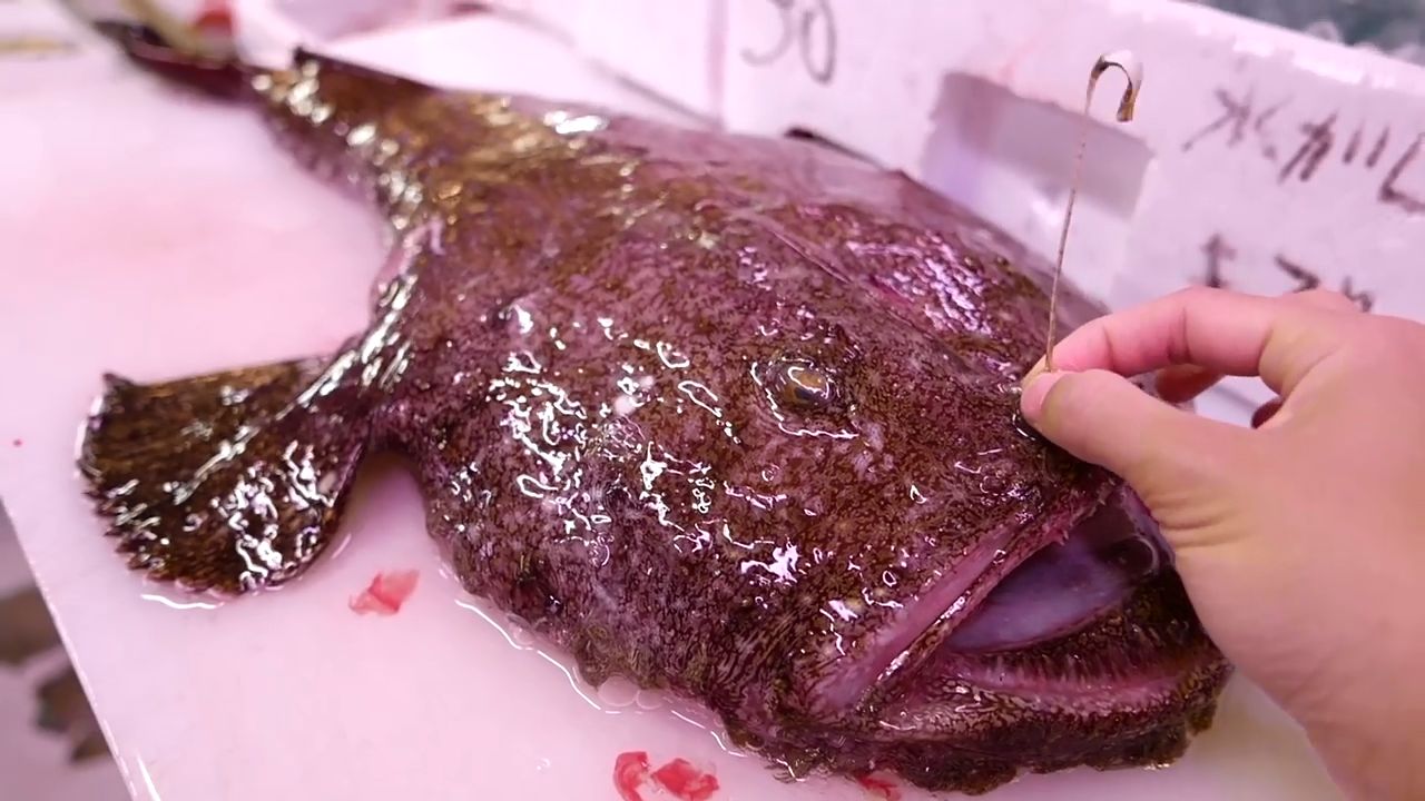 Fener Balığı - Saglik Kanalı