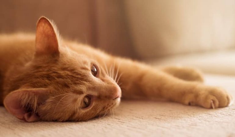 Sarman Kedisi - Saglik Kanalı