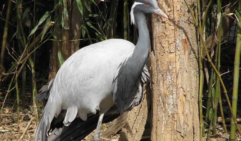 Telli Turna Kuşu Ve Yaşam Alanları - Saglik Kanalı
